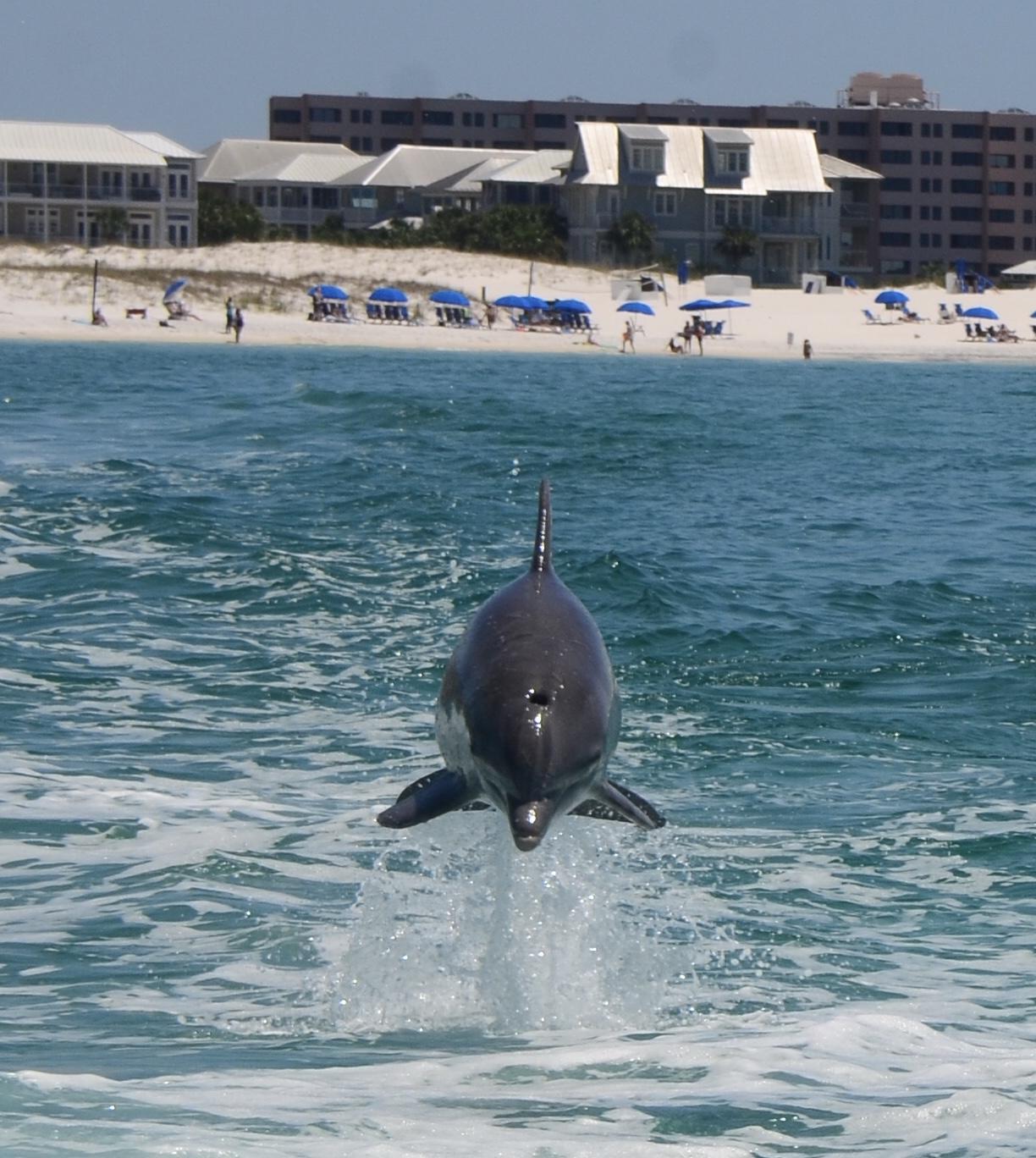 Destin Dolphin Speed Boat Thrill Ride | Screaming Eagle Sports
